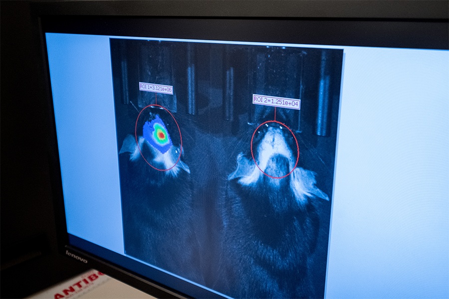 Neuroscience MS | Master's Degree | Central Michigan University