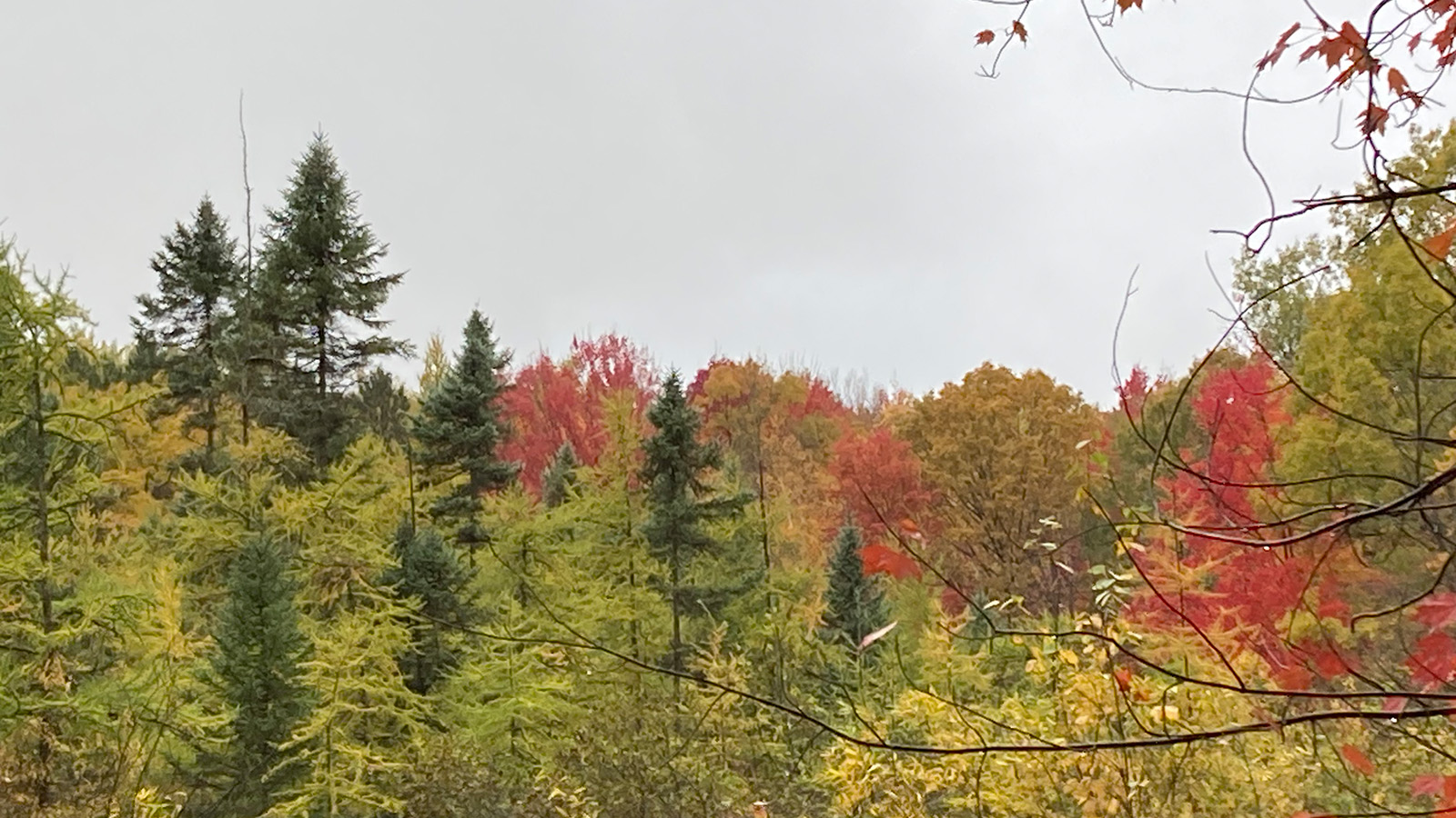 CMU launches Neithercut Woodland Biodiversity Project to engage ...