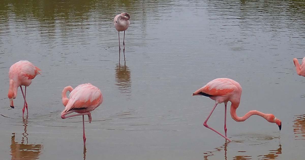 Students' lab is on Galápagos Islands | Central Michigan University