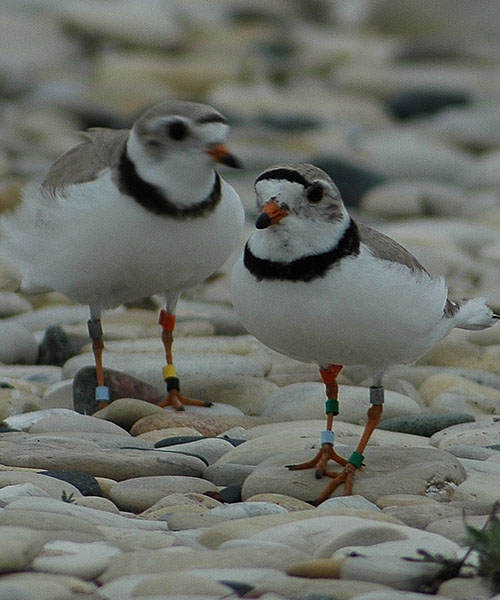 Endangered bird restoration efforts net record year