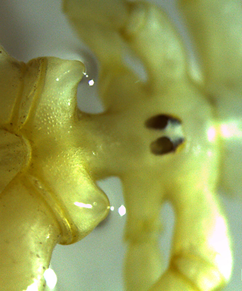 Antarctic researchers identify new sea spider